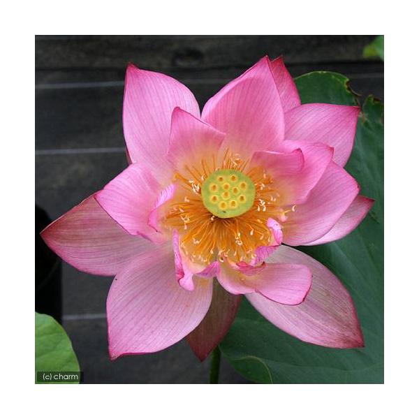 ビオトープ　ガーデニング　水辺植物　ハス　ビオトープ／蓮　ピンク　蜀紅蓮　ショッコウレン　１ポット　all_plants　20100418　YH　発芽待ちハス　植物　植物生体　ガーデニング生体　育て方　育成方法　栽培方法　opa2_dele...