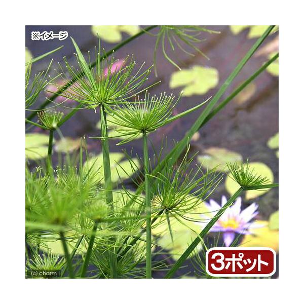 ビオトープ　ウォーターガーデン　水辺植物　水生植物　オーナメンタルグラス　線形状　ガーデニング　その他水辺植物　shochu0805ガーデニング　all_plants　bio0427ビオトープ　20110401　水辺0401　gsimeo6...
