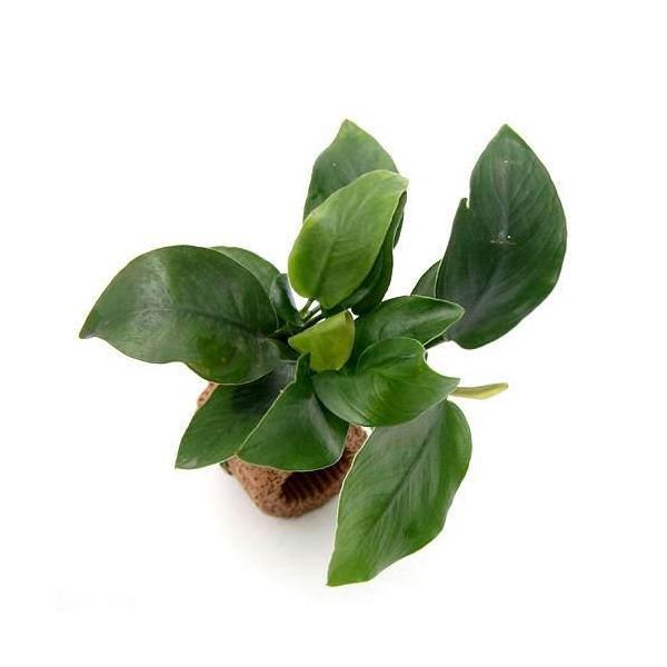 熱帯魚　_aqua　ビギナーにお勧め　活着する水草　アヌビアス　水草　小型　アヌビアスナナ　アヌビアスナナはこちら　20100411　DO　life_plant_etc　life_malti_wp　wp_kywrd　lifemultiser...