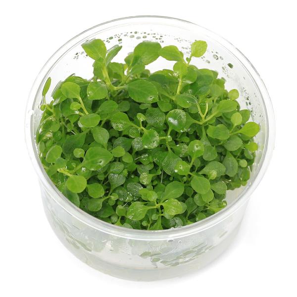 muryotassei_600_699　_aqua　熱帯魚　水草　前景草　横に広がる　初心者・ビギナー　無農薬　ロベリアカーディナリス　Ｌｏｂｅｌｉａ　ｃａｒｄｉｎａｌｉｓ　キキョウ科　ミゾカクシ属　ベニバナサワギキョウ　組織培養　　ビギナ...