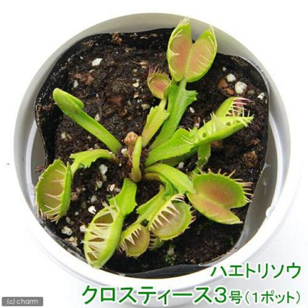 paludariumplants　パルダリウム　テラリウム　観葉植物　園芸　ガーデニング　ビバリウム　アクアテラリウム　食虫植物　ディオネア　マスシプラ　Dionaea　muscipula　'Cross　Teeth'　dionaea_pio...