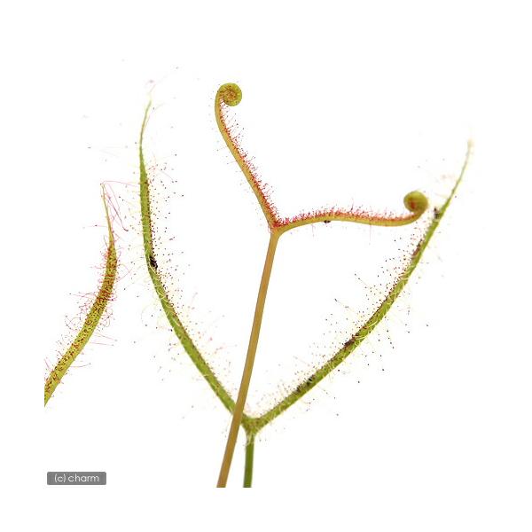 paludariumplants　パルダリウム　テラリウム　_gardening　_hachu　_interior　_kame　観葉植物　園芸　ガーデニング　ビバリウム　アクアテラリウム　食虫植物　droseraceae_pio　hoiho...