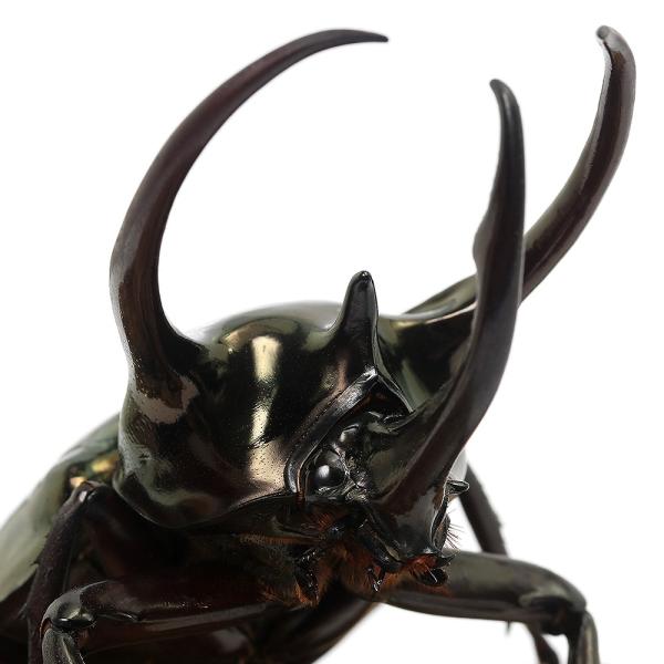PF_SPQ　昆虫　カブトムシ　カルコソマ　アトラスオオカブトムシ　外国産カブト　その他外国産カブトムシ　Chalcosoma　ａｔｌａｓ　hesperus　restock