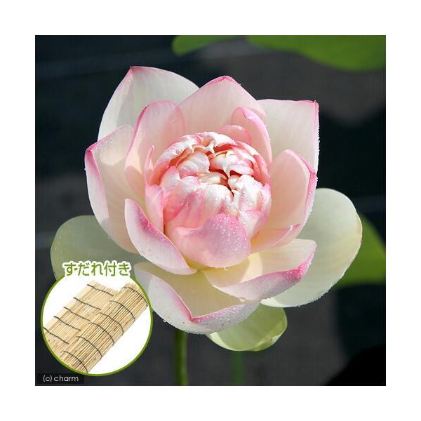 ビオトープ　ガーデニング　水辺植物　ハス　hasu_10bai0731　all_plants　tuihi_rotas0614　発芽待ちハス　ハスとすだれのセット　すだれ　20120620　育て方　育成方法　栽培方法　perrys　Usefu...