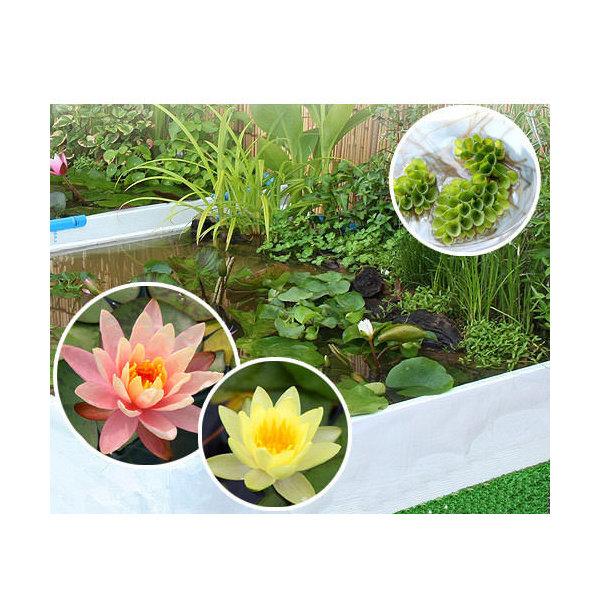 ガーデニング　水辺植物　ビオトープ　スイレン　おすすめ水辺植物　おまかせ水辺植物レイアウトセット　３０００円セット　20120621　ＨＴＫ　植物　植物生体　ガーデニング生体　育て方　育成方法　栽培方法　iris_laevigata　レイア...