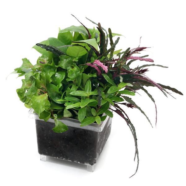 paludariumplants　パルダリウム　テラリウム　line2462terarium　_kame　yoseue　20120704　ＮＲ　水草　鉢植え水草　all_plants　寄せ植え鉢植え　水上葉寄せ植え　wp_kywrd　ビバリ...