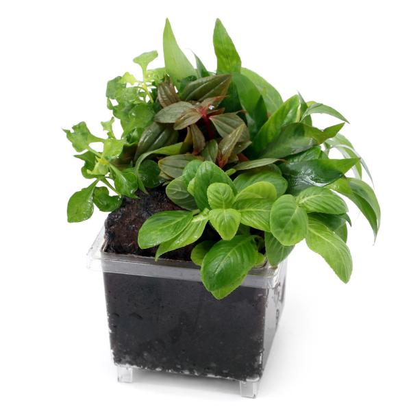 paludariumplants　パルダリウム　テラリウム　line2462terarium　yoseue　20120704　ＮＲ　水草　鉢植え水草　all_plants　寄せ植え鉢植え　水上葉寄せ植え　wp_kywrd　ビバリウム　両爬向...