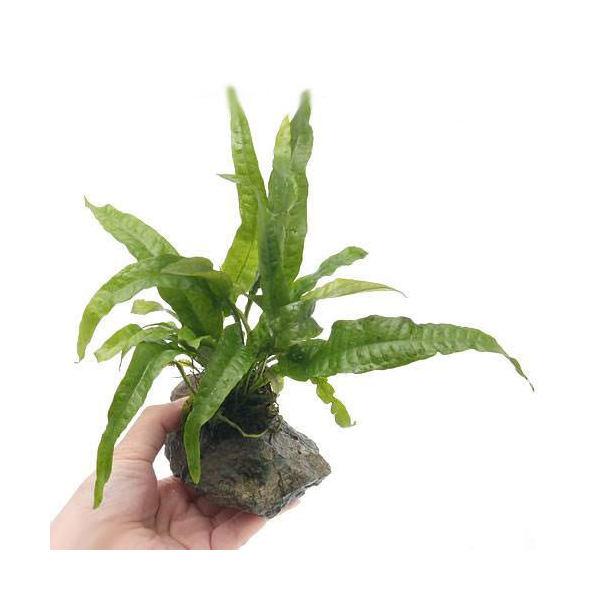 熱帯魚　水草　wp_kywrd　水草saki27to09　mikusa0406　Ｍｉｃｒｏｓｏｒｕｍ　ｐｔｅｒｏｐｕｓ　ミクロソリウム　プテロプス　低光量　後景　成長遅め　石つき　風山石　置くだけ簡単　活着　陰性水草　greenplants...