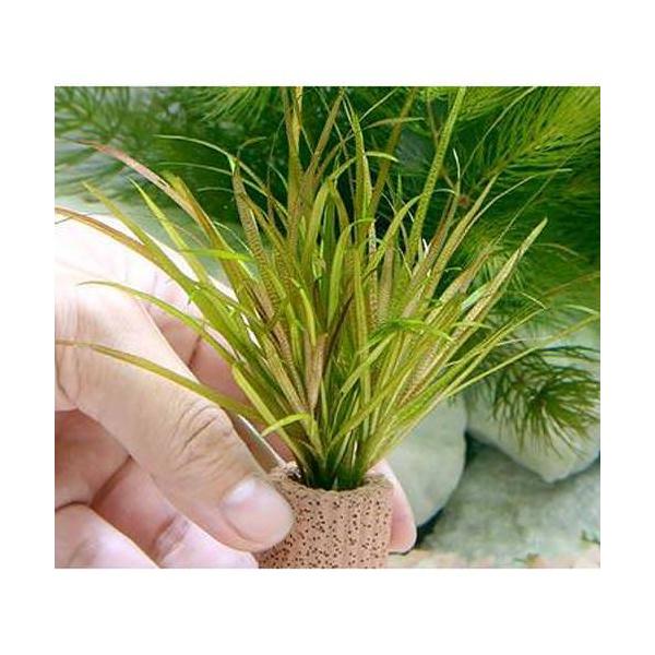 熱帯魚　水草　前景草　草原のような　uminohi0712水草　all_plants　480211　wp_kywrd　20120917　YS　P0h9n_9xfUb1　s31b_xz03qC　bumzsa0226　wp2000fes　ブリシ...