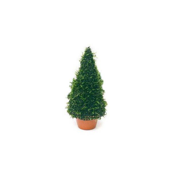 _aqua　エビ用水草　水草　クリスマス　ウィローモス　モスツリー　ツリーS　エビが喜ぶアクセサリ　20121013　YS　46house　catmosscreate2022willow　mosstreetanpin　seitaievent...