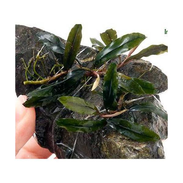 水草　ワイルド便　ブセファランドラｓｐ　クアラクアヤン　陰性水草　低光量　ｋｕａｌａｋｕａｙａｎ　Ｔｙｐｅ１　ブケファランドラ　ブセ　Ｂｕｃｅｐｈａｌａｎｄｒａ　サトイモ科　Ａｒａｃｅａｅ　ブセファランドラ属　ボルネオ　ボルネオ島　Ｐｕｌａ...