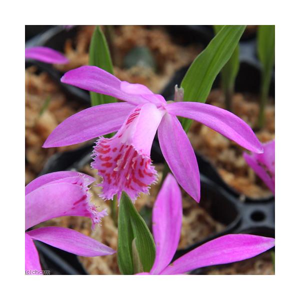 _gardening　ガーデニング　ハーブ　野菜　果物　花　苗　Ｐｌｅｉｏｎｅ　ｆｏｒｍｏｓａｎａ　タイワントキソウ　台湾トキソウ　プレイオネ　観葉植物　all_plants　2015-01-19日替　植物　植物生体　ガーデニング生体　育て...