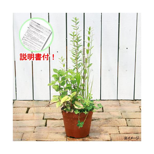 wpgroupplanting　ビオトープ　鉢　水辺植物　水生植物　ガーデニング　その他水辺植物　all_plants　インスタントビオ　インスタント・ビオトープ　インスタントビオシリーズ　20130518　YS　植物　植物生体　ガーデニン...