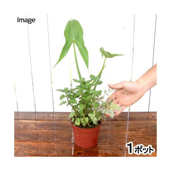 wpgroupplanting　_gardening　ビオトープ　鉢　水辺植物　水生植物　ガーデニング　その他水辺植物　all_plants　20160515　ＮＴ　育て方　育成方法　栽培方法　bnr_mdkwp328　inc_bioskb...