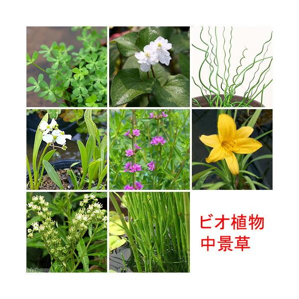 ガーデニング　水辺植物　その他セット　all_plants　20130525　ＹＳ　bio_130715　muryotassei_500_599　_gardening　1508bio　植物　植物生体　ガーデニング生体　sps1609_pu5...