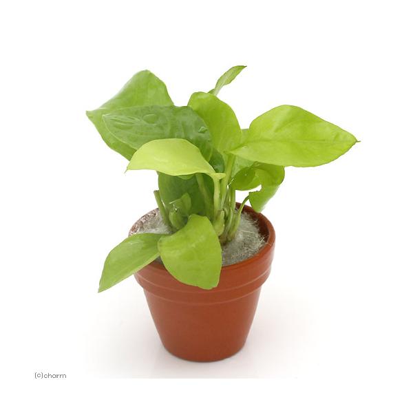 熱帯魚　_wp　_aqua　水草　アヌビアス　小型　okaidoku_pot　all_plants　wp_kywrd　20130622　ＮＴ　ナナ　ゴールデン　ナナ素焼き各種　アヌビアス・ナナ　陰性水草　低光量　greenplants　ca...