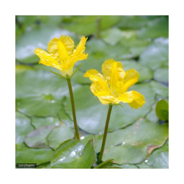 ビオトープ　水辺植物　水生植物　浮葉植物　nymphoides　ガーデニング　水辺植物all_plants　ガーデニング　20110314　_gardening　bio_130715　xdwsq174ガーデニング　xdw17_asazgdn...