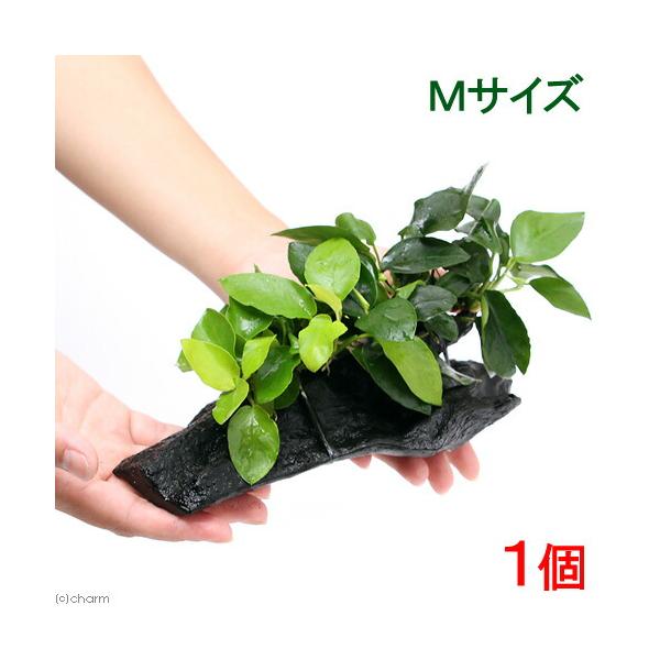 熱帯魚　水草　アヌビアス　大型　all_plants　wp_kywrd　バルテリー　流木付　アヌビアスバルテリーはこちら　An_barteri　20130730　ＹＳ　アヌビアス・ナナ　greenplants　2305ehstcupon　s...