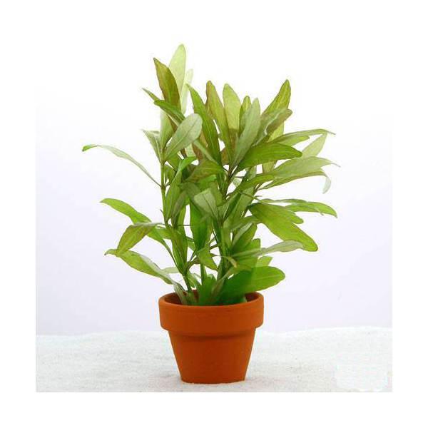 熱帯魚　水草　後景草　明るい　初心者・ビギナー　ハイグロ・ウィステリア　水中葉　無農薬　ハイグロフィラポリスペルマ　Ｈｙｇｒｏｐｈｉｌａ　ｐｏｌｙｓｐｅｒｍａ　キツネノマゴ科　Ａｃａｎｔｈａｃｅａｅ　オギノツメ属　ハイグロポリス　ビギナーに...