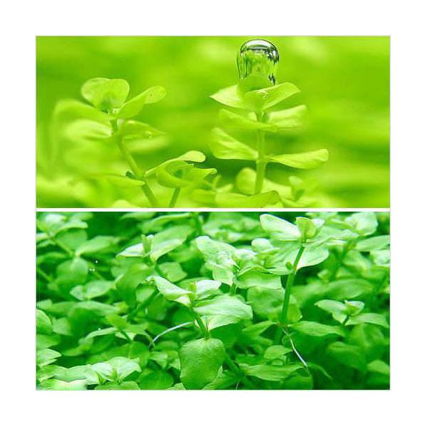 水草　有茎　ヤ行　丸葉　中景草　後景草　ラージパールグラス　キューバパールグラス　パールグラス　バコパ　オーストラリス　Hemianthus　micranthemoides　ゴマノハグサ科　Scrophulariaceae　ヘミアントゥス属...