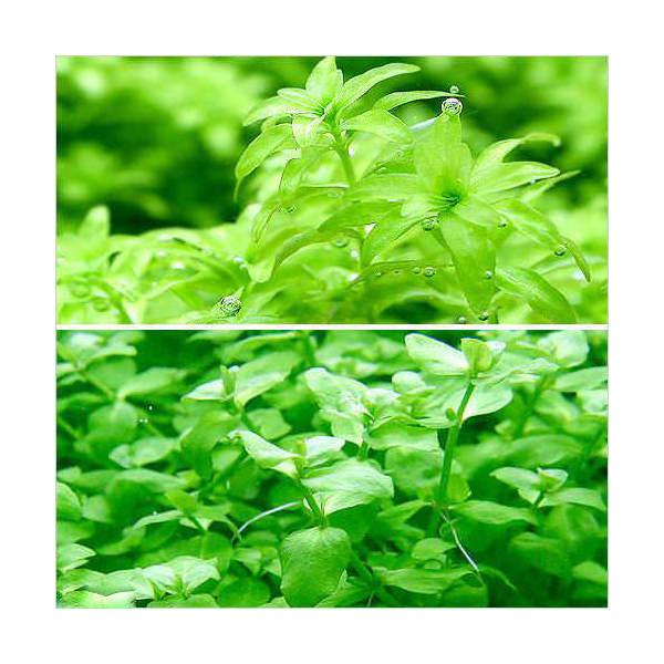 水草　有茎　ヤ行　丸葉　中景草　後景草　ラージパールグラス　キューバパールグラス　パールグラス　バコパ　オーストラリス　Hemianthus　micranthemoides　ゴマノハグサ科　Scrophulariaceae　ヘミアントゥス属...