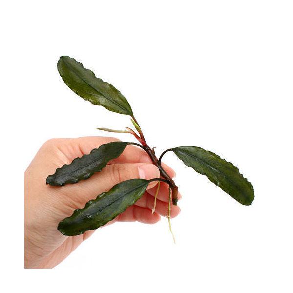 PF_SPQ　熱帯魚　水草　クリプトとその近縁　ワイルド便/sp　all_plants　rgicns34　tuika_p064　wp_kywrd　ブセファランドラsp　シンタン　pijlkfs00　おすすめブセファ1110　wkl12110...