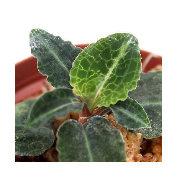 paludariumplants　パルダリウム　テラリウム　_aqua　_gardening　_kame　_hachu　観葉植物　園芸　ガーデニング　ビバリウム　アクアテラリウム　水草　宝石蘭　宝石ラン　シュスラン属　ミヤマウズラの仲間　グ...