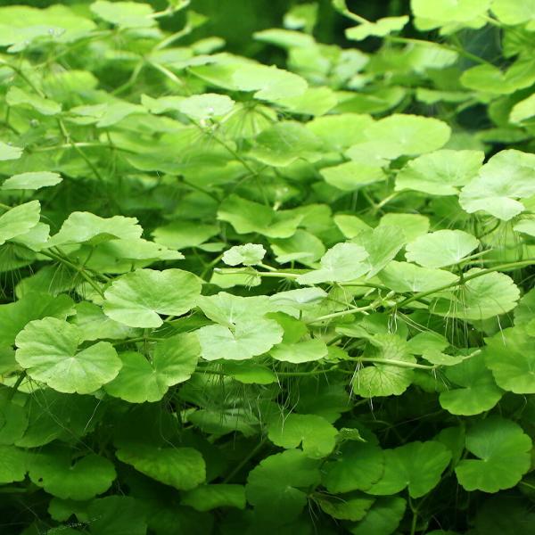 PF_SPQ　_aqua　熱帯魚　金魚藻　ビギナーにお勧め　金魚に合う水草　有茎　ア行　tonan_taba　水草　後景草　丸い　wp_kywrd　beginner_wp0723　amazon-chidomeアマゾンチドメ　アマチド　初心者...