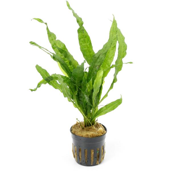 PF_SPQ　negativeplants熱帯魚　_wp　_aqua　活着する水草　シダ　水草　ミクロソリウム　ミクロソリウムはこちら　20141213　ＮＴ　kaijyo　Ｍｉｃｒｏｓｏｒｉｕｍ　ｐｔｅｒｏｐｕｓ　ｖａｒ　ｓｏｆｔ　ウラボ...