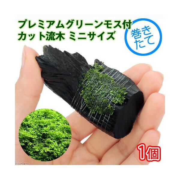 _aqua　_hachu　熱帯魚　_kame　水草　コケ　モス類　all_plants　wp_kywrd　プレミアムモス　プレモス　モスｓｐ　premoss　_auqa　流木　20150122　ＡＴ　wp0331_6msmr　ビバリウム　ア...