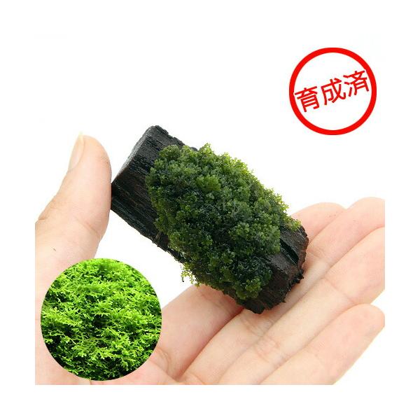 PF_SPQ　熱帯魚　_aqua　水草　コケ　モス類　all_plants　wp_kywrd　プレミアムモス　プレモス　モスｓｐ　premoss　_auqa　流木　20151104　ＭＫ　greenplants　catmossraise20...