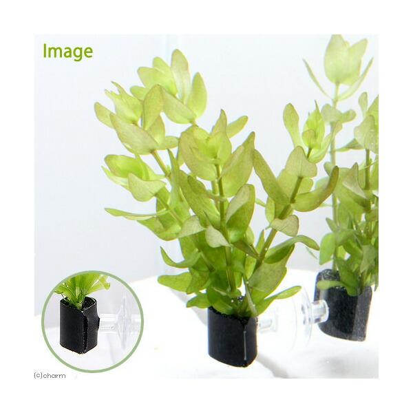 熱帯魚　水草　後景草　透明感のある　wp_kywrd　Ｗ・バコパ　_aqua　specialplants　muryotassei_700_799　RC5WF4K3_wpp　140514　mizukusa_n_0729　seitai0729　...