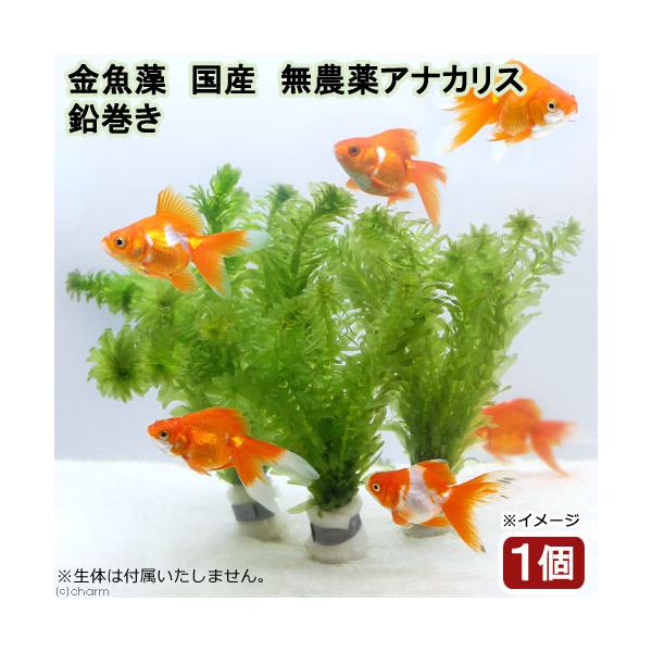 金魚　メダカ　熱帯魚　_wp　_aqua　水草　金魚藻　アナカリス　20180309　RS　アクアリウム　きんぎょ　キンギョモ　置くだけ　簡単　楽ちん　丈夫　有茎　ア行)　CO2なしでも育つ水草　金魚に合う水草　金魚おすすめ水草　きめ細かい...