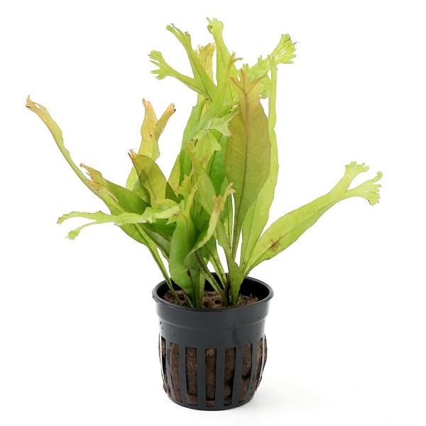 PF_SPQ　negativeplants　熱帯魚　活着する水草　シダ　水草　ミクロソリウム　ミクロソリウムはこちら　プテロプス　コーラル　20211112　RＳ　陰性水草　低光量　ミクロソラム　ウラボシ科　Ｐｏｌｙｐｏｄｉａｃｅａｅ　ヌカ...