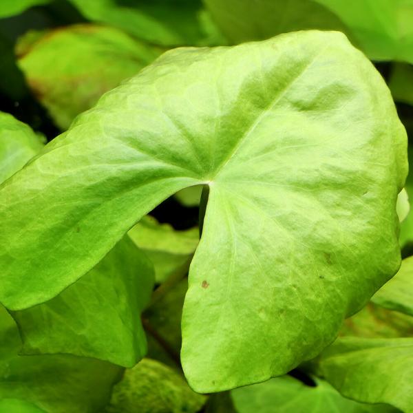 PF_SPQ　水草　ニムファ類とその近縁　南米　南米産　ペルー　ペルーイキトス　Ｉｑｕｉｔｏｓ　ニムファ　スイレン科　Ｎｙｍｐｈａｅａｃｅａｅ　スイレン属　Ｎｙｍｐｈａｅａ　ワンポイント　後景草　ロゼット型　20230128　YT　2023...