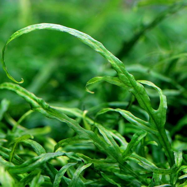 水草　中景草　レア種　低光量　ミクロソリウム　ミクロ　ミクロソラム　陰性水草　シダ　羊歯　ウラボシ科　Polypodiaceae　ヌカボシクリハラン属　Microsorium　Microsorum　DS　20231017　2023kouki...