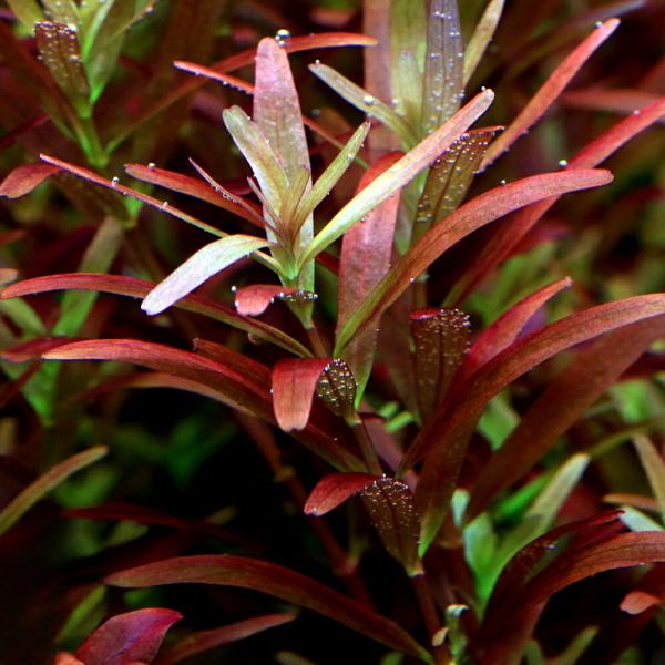 PF_SPQ　水草　後景草　赤い　all_plants　YT　Rotala　rotundifolia　ロトンジフォリア　ロトゥンディフォリア　ロターラ　Reddish　レディシュ　レデッシュ　ミソハギ科　Lythraceae　キカシグサ属　...