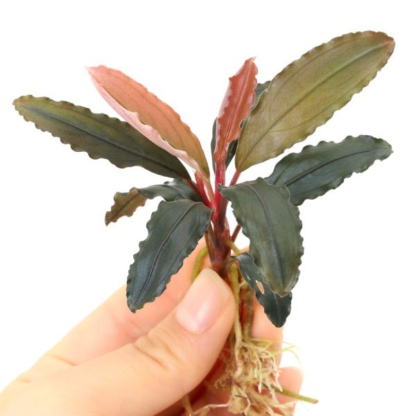 PF_SPQ　_aqua　熱帯魚　水草　クリプトとその近縁　ブセファランドラｓｐ　水上葉　RＳ　テラリウム　テラ向け　bnr_busesiju　陰性水草　低光量　サトイモ科　Ａｒａｃｅａｅ　ブセファランドラ属　Ｂｕｃｅｐｈａｌａｎｄｒａ　ブ...