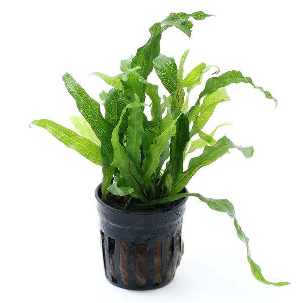 PF_SPQ　negativeplants　水草　ミクロソリウム　ミクロソリウムはこちら　20210217　RS　陰性水草　低光量　ミクロ　ナロー　ナロー系　フレーミング　Ｍｉｃｒｏｓｏｒｕｍ　ミクロソラム　ウラボシ科　Ｐｏｌｙｐｏｄｉａｃ...