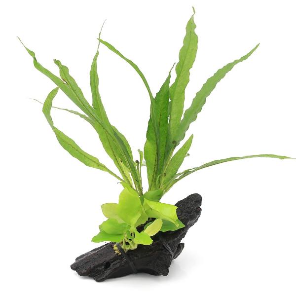 PF_SPQ　熱帯魚　水草　水草付き流木　モス／シダ付流木　all_plants　ミクロソリウム　ミクロソリウムはこちら　Microsorum　pteropus　Philippine　ウラボシ科　Polypodiaceae　ヌカボシクリハラ...