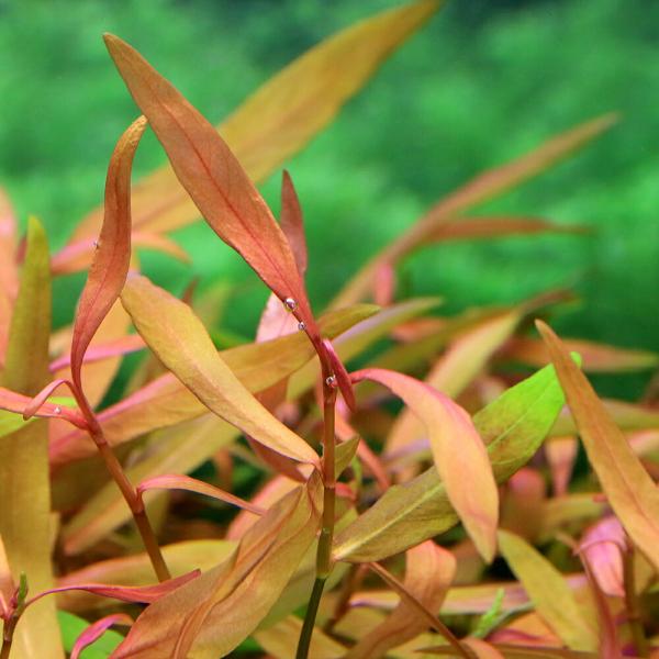 PF_SPQ　水草　後景草　赤い　Polygonum　ポリゴナム　タデ科　Polygonaceae　イヌタデ属　Persicaria　Kawagoeanum　kawagoeana　カワゴエアヌム　tenella　20250319　YT　y2...