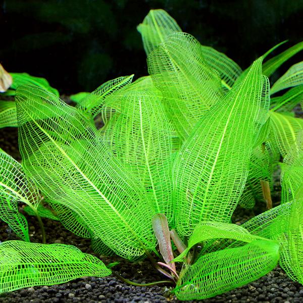 PF_SPQ　熱帯魚　水草　ニムファ類とその近縁　後景草　大きい　無農薬　アポノゲトン　Aponogeton　madagascariensis　レースソウ科　Aponogetonaceae　レースソウ属　ヘンケリアヌス　ヴェルニエリアヌス　...