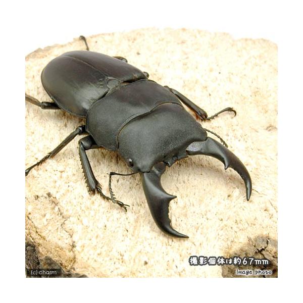 PF_SPQ　クワガタ　離島産　サキシマヒラタ　国産ヒラタ　離島　Dorcus　titanus　sakishimanus