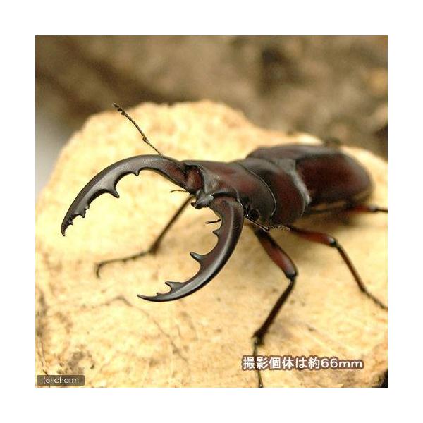PF_SPQ　▲クワガタ　離島産　ノコギリクワガタ　トクノシマノコギリクワガタ　Prosopocoilus　dissimilis　makinoi　▲離島　昆虫