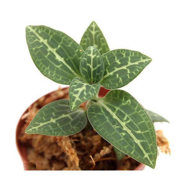 paludariumplants　パルダリウム　テラリウム　_aqua　_gardening　_hachu　_kame　観葉植物　園芸　ガーデニング　ビバリウム　アクアテラリウム　水草　宝石蘭　宝石ラン　シュスラン属　ミヤマウズラの仲間　グ...