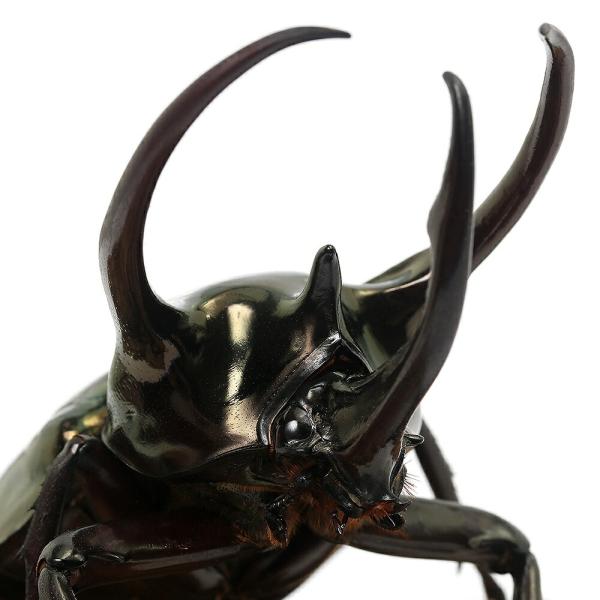 PF_SPQ　昆虫　Philippine_insect　カブトムシ　外国産カブトムシ　オオカブトムシ　カルコソマ　ミンダナオアトラス　Chalcosoma　atlas　hesperus　restock　kongetsunyukainsect...