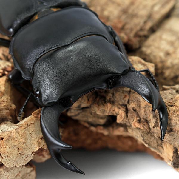 PF_SPQ　昆虫　クワガタ　オオクワガタ　国産オオクワガタ　国産クワガタムシ　福岡県久留米市産　Dorcus　hopei　binodulosus　20220315　OSH　restock