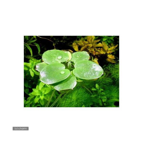 _aqua　熱帯魚　金魚藻　plants20070717　ガーデニング　水辺植物　浮き草　all_plants　wp_kywrd　アマゾンフロッグピット　アマゾンフロックピット　アマゾンフロックビット　フロッグピット　アマゾンフロック　アマ...