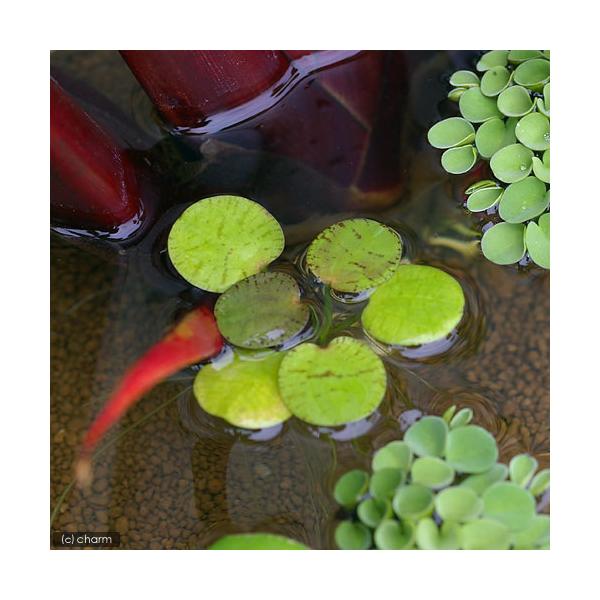 金魚・メダカ　_aqua　_gardening　金魚藻　ビオトープ　floating　ガーデニング　水辺植物　浮き草　all_plants　flare12　5wptop200311　beginnerbiotope　pointyh50304s...