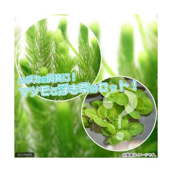 金魚藻　有茎　マ行　金魚飼育用　ＣＯ２なしでも育つ水草　水草　浮き草　all_plants　メダカ水草　wp_kywrd　マツモ浮き草セット　kingyomo0423　matumosetgoods　aoko2023measures　seit...